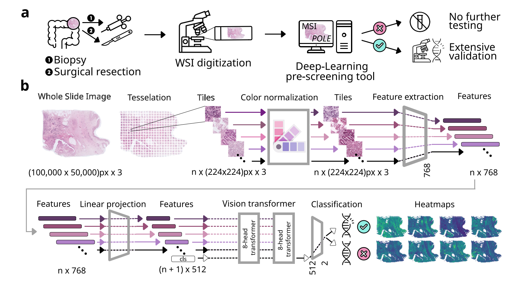 How deep learning identifies key mutations in colorectal cancer - Else ...